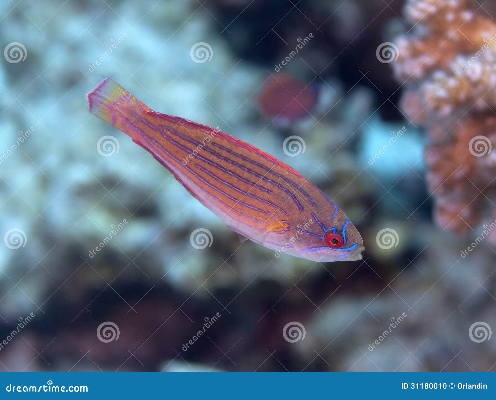 Red sea flasher wrasse stock photo. Image of marine, underwater - 31180010