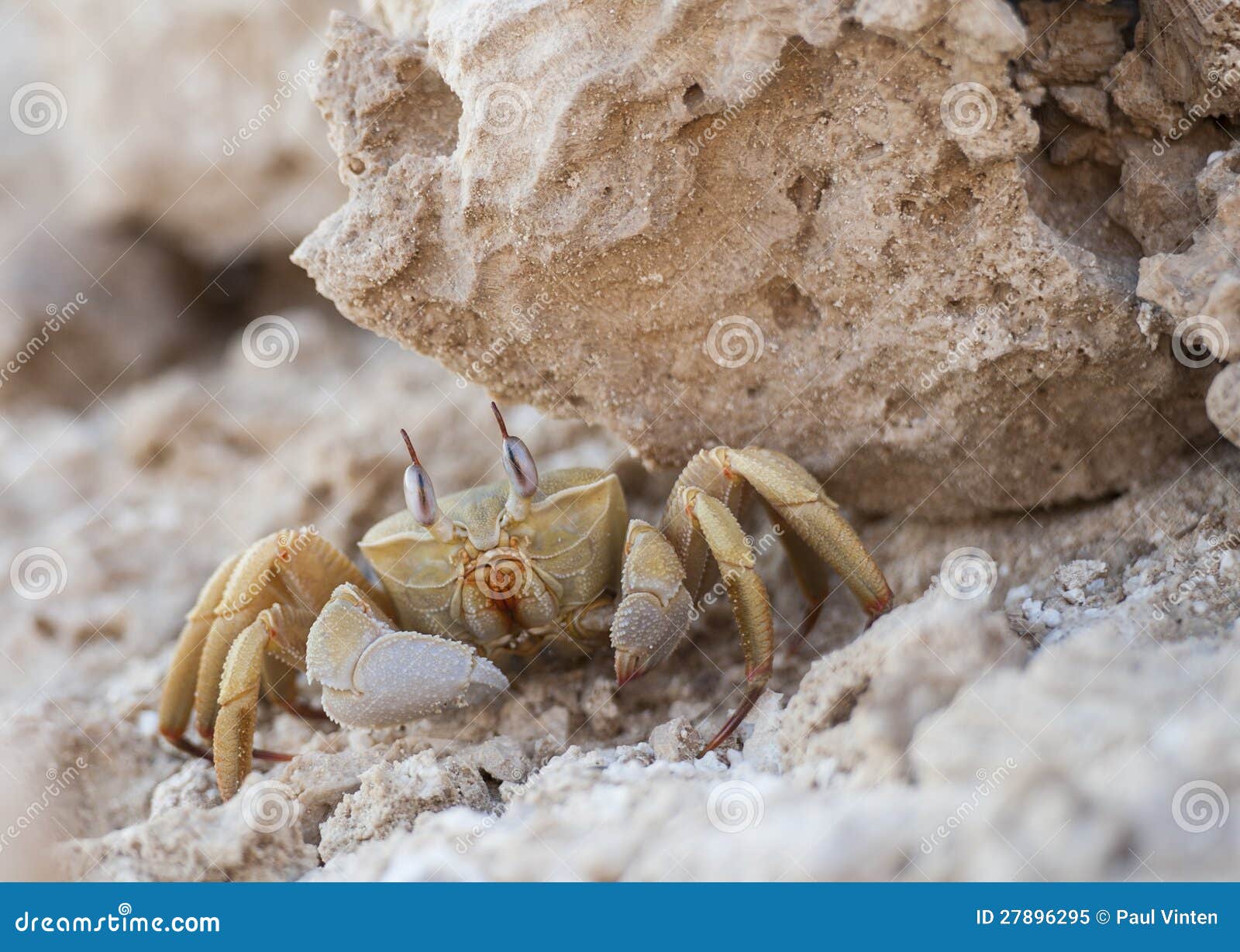Red Sea Ghost Crab Under a Rock Stock Image - Image of rock, coastline ...