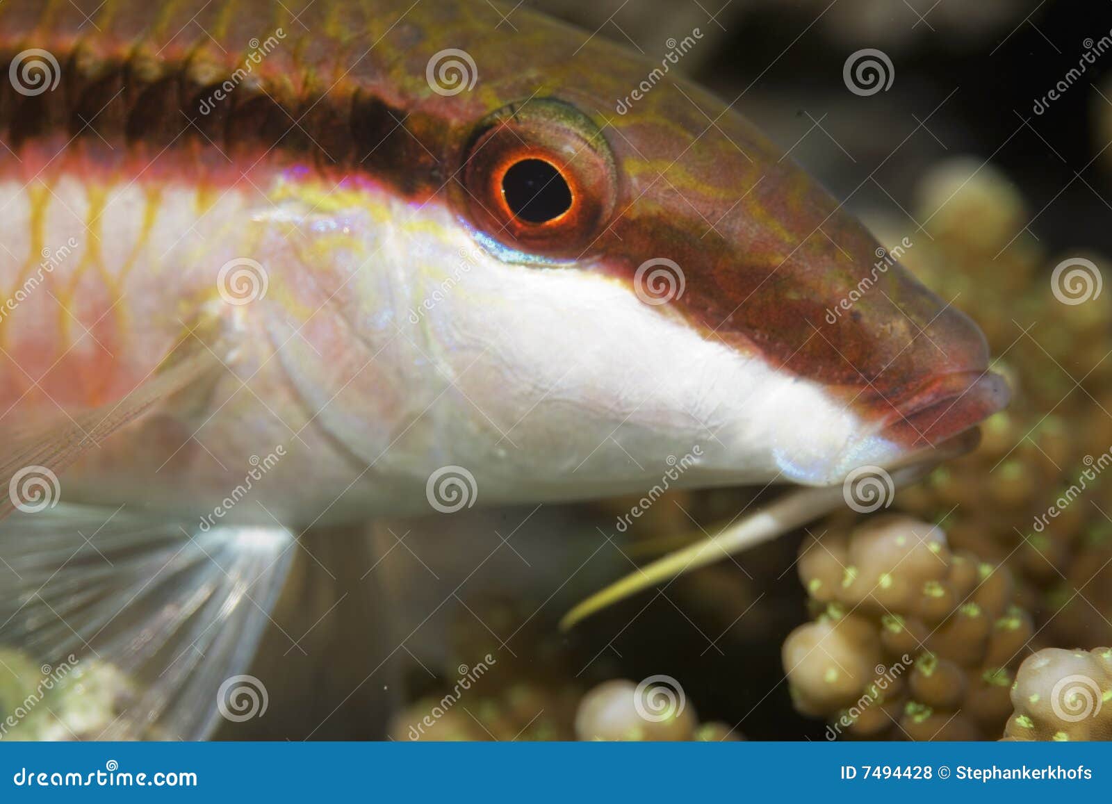 Red sea goatfish stock photo. Image of speckled, hardcoral - 7494428
