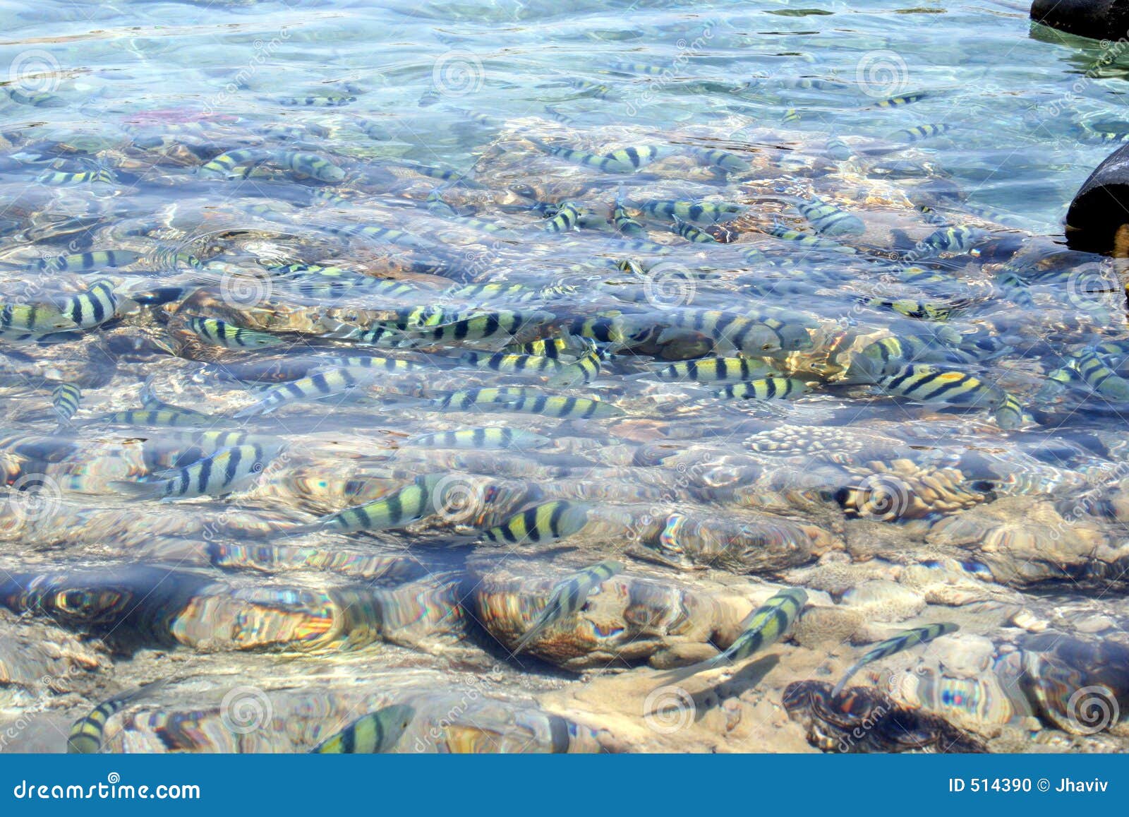 Red Sea lagoon stock photo. Image of travel, shore, boat - 514390
