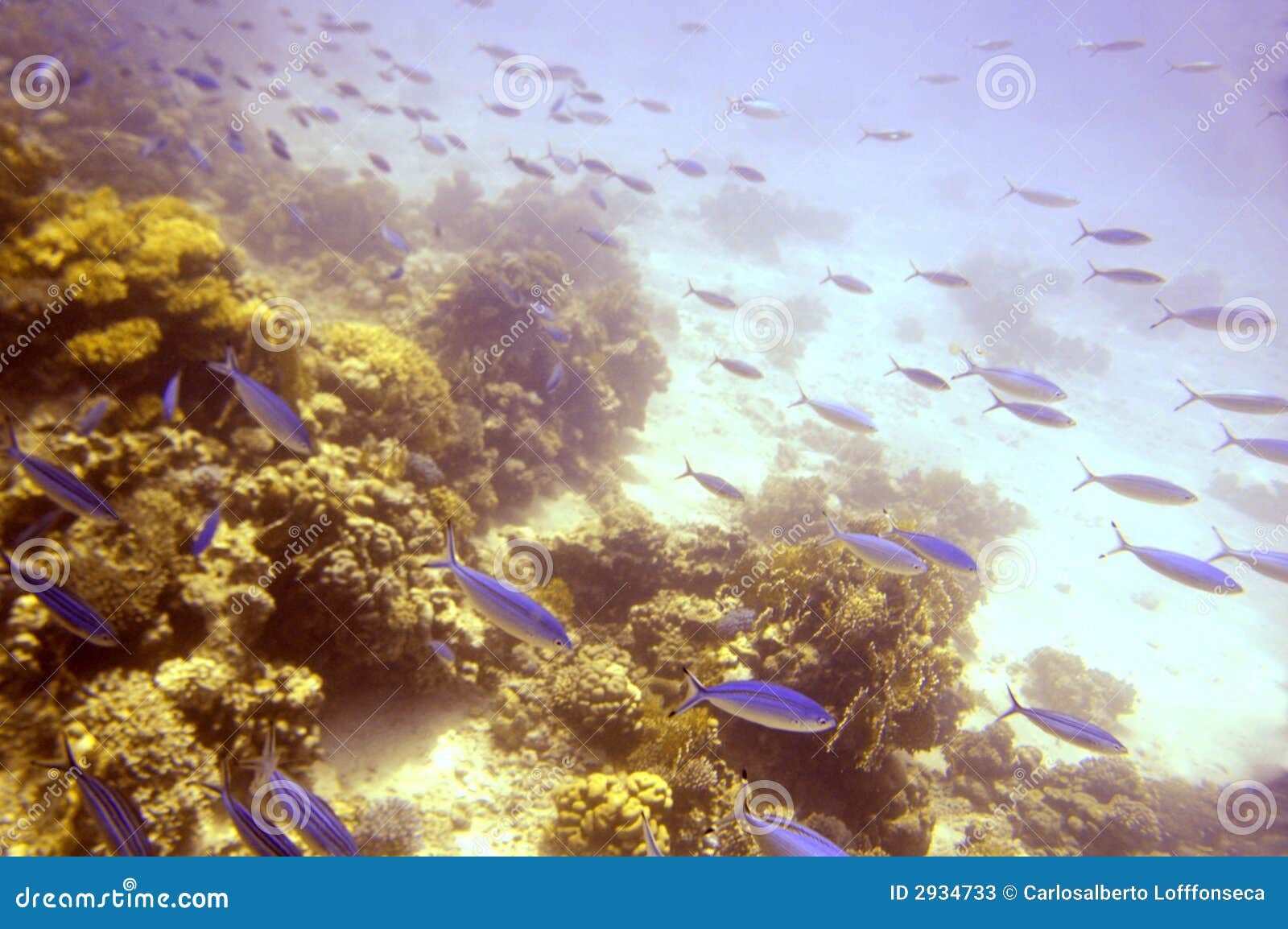 Red Sea marine life stock image. Image of exploration - 2934733