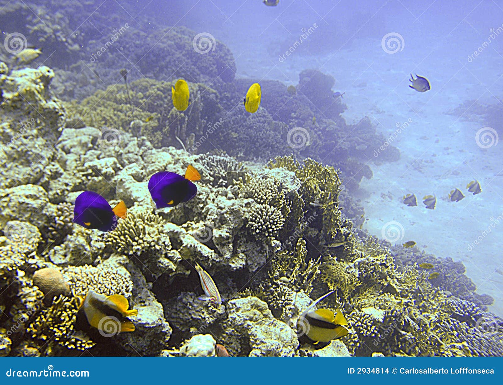 Red Sea Marine Life Stock Images - Image: 2934814