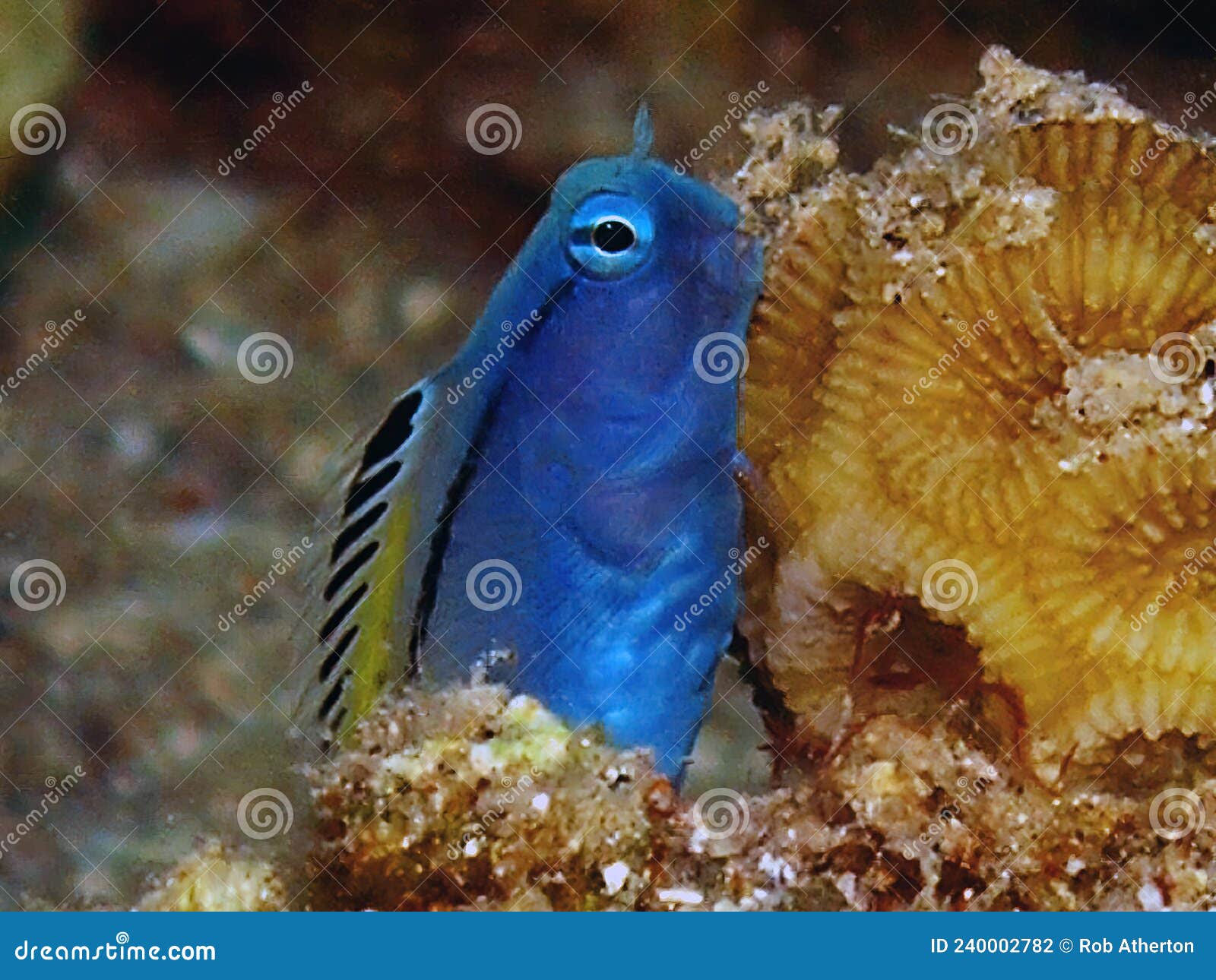 Red Sea Mimic Blenny Ecsenius Gravieri Stock Photo - Image of macro ...
