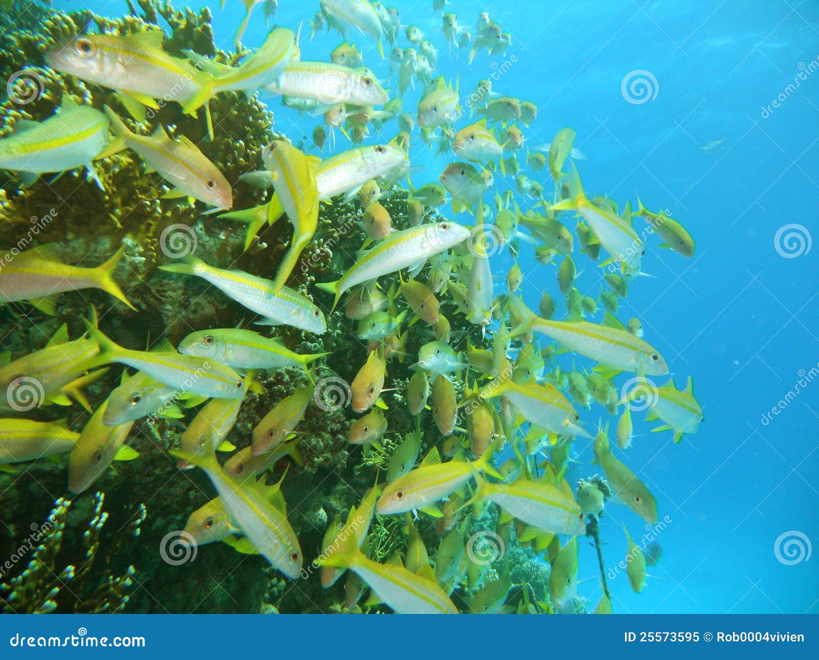 Red sea Mullet stock image. Image of plants, funny, stripes - 25573595