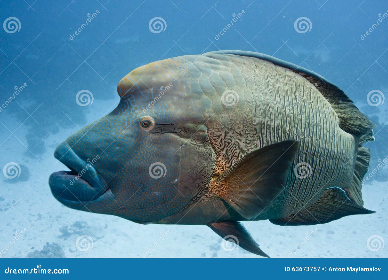 Red Sea. Napoleon Fish stock image. Image of fish, saltwaterfish - 63673757
