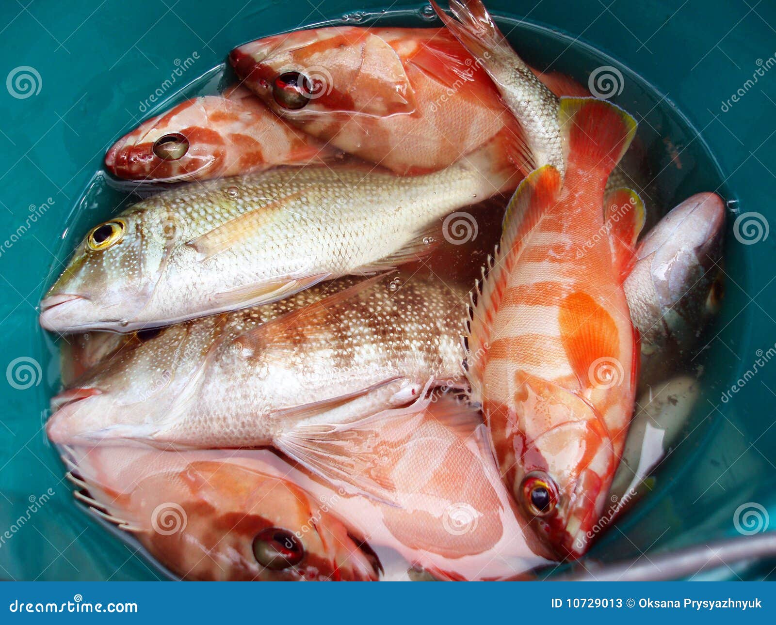 Red sea perch stock image. Image of feeding, little, catch - 10729013