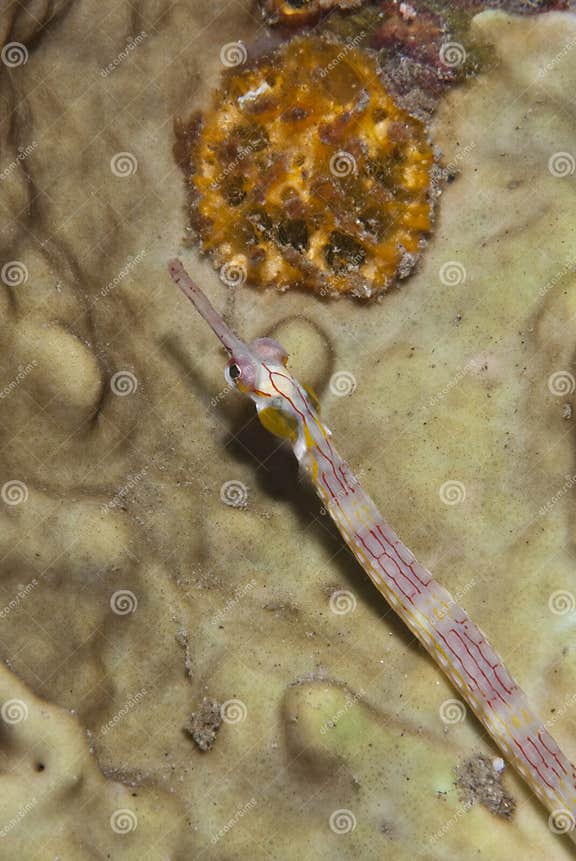 Red Sea pipefish. stock image. Image of line, vertical - 14707779