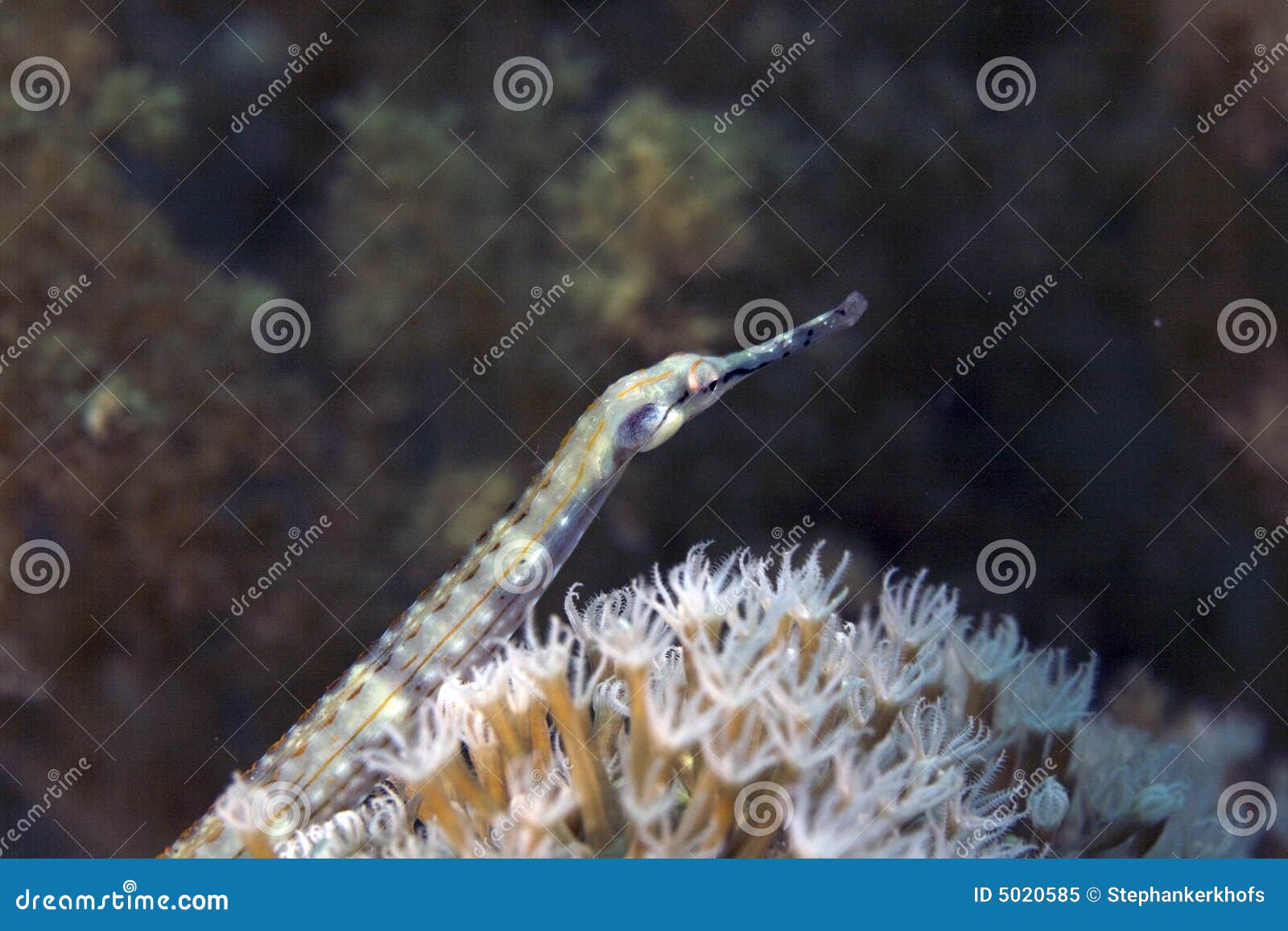 Red Sea Pipefish (corythoichthys Sp.) Stock Image - Image of ...