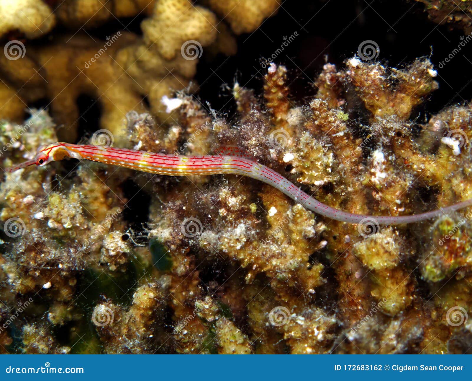 Red Sea Pipefish Corythoichthys Sp Stock Photo - Image of dahab, taking ...