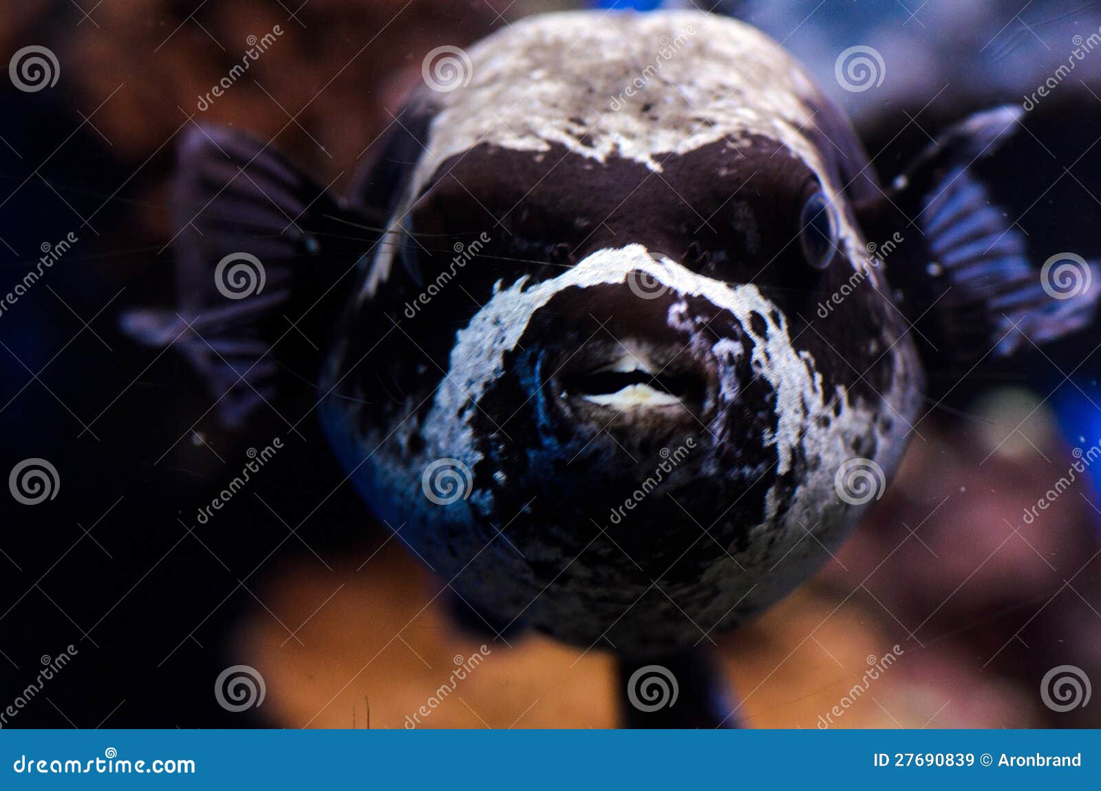 Red Sea Puffer fish stock image. Image of caribbean, gulf - 27690839