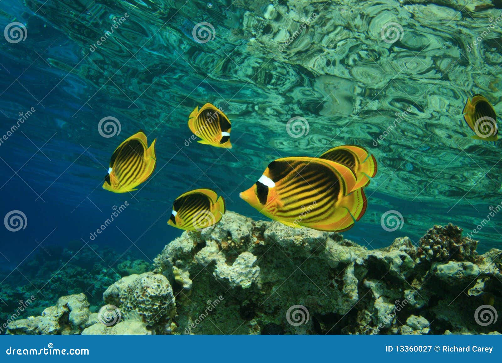 Red Sea Raccoon Butterflyfish Stock Image - Image of ocean, raccoon ...