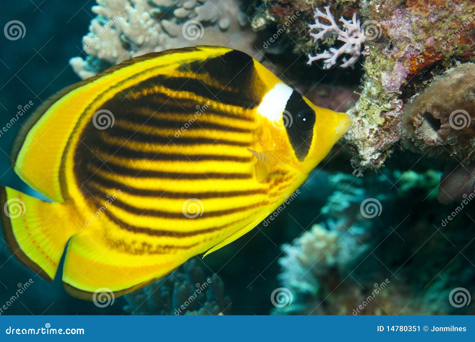 Red Sea Raccoon Butterflyfish Stock Image - Image of hard, animal: 14780351