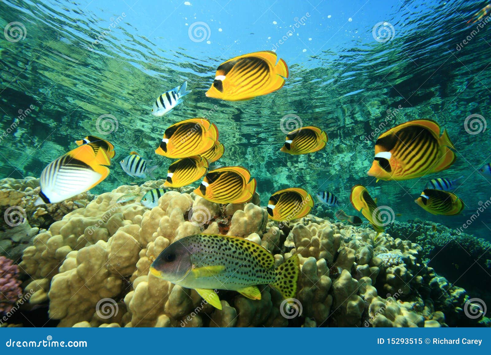 Red Sea Raccoon Butterflyfish Stock Image - Image of aquatic, animal ...