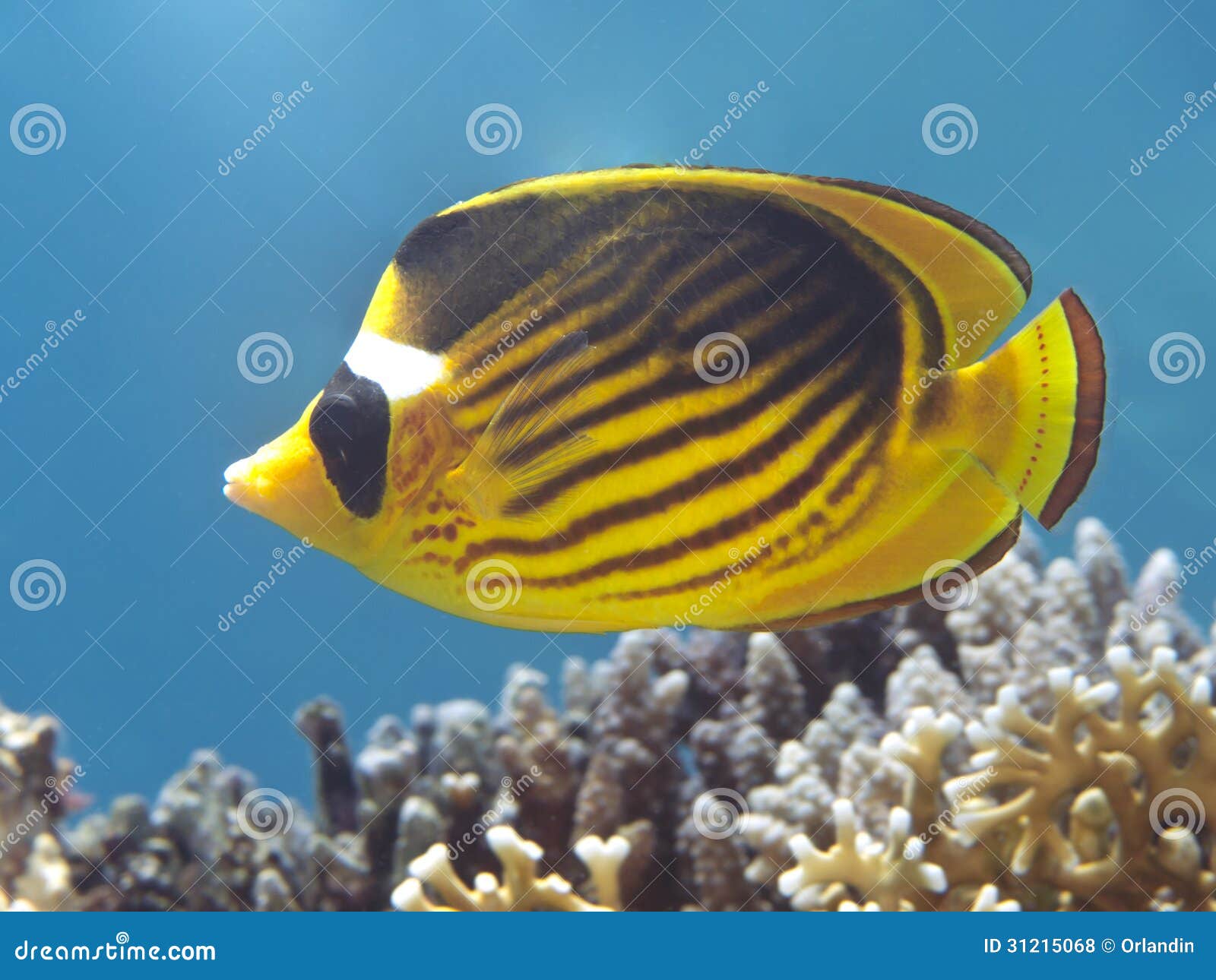 Red Sea Racoon Butterflyfish Stock Photo - Image of wildlife, vivid ...