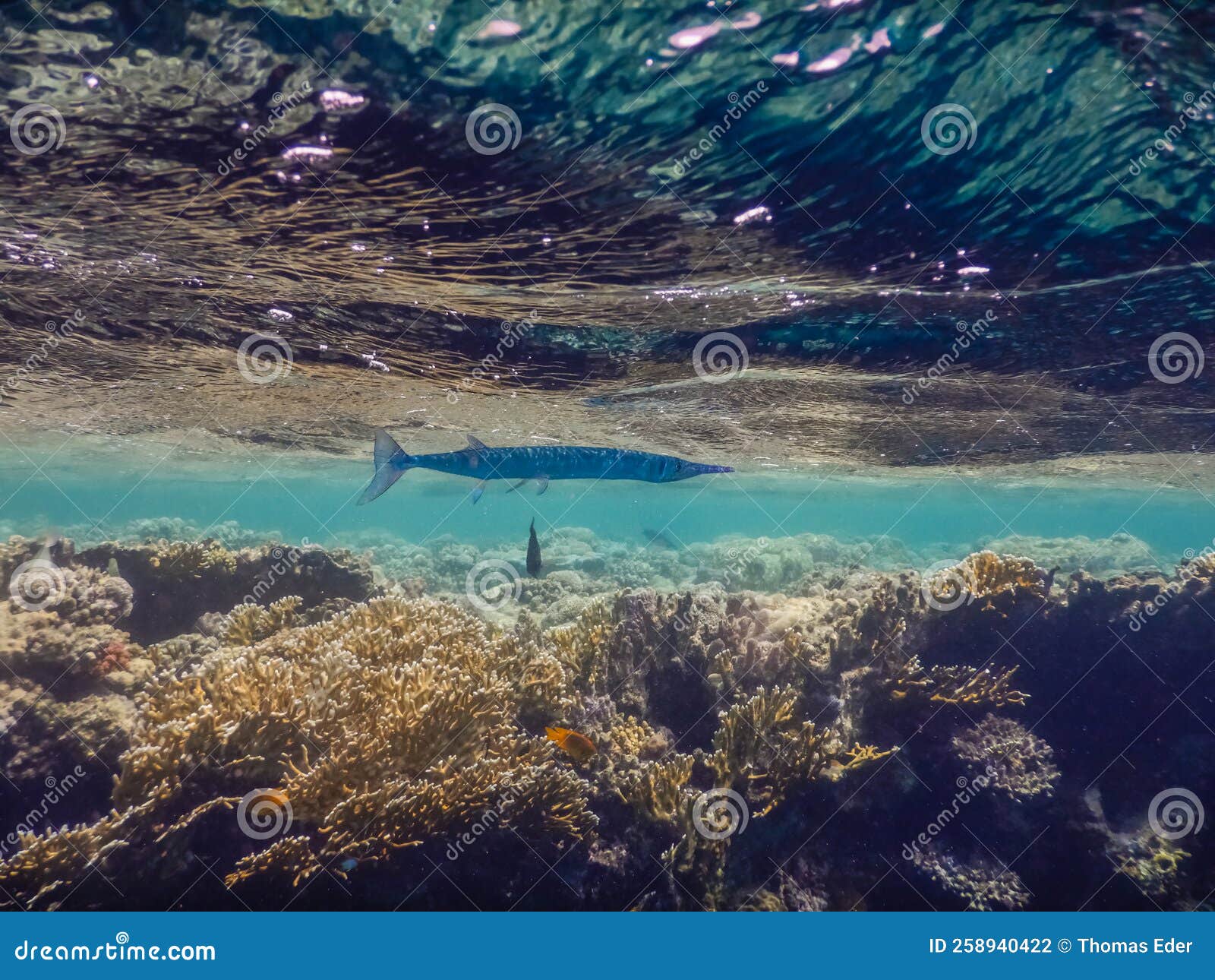 Red Sea Rooster Fish Close Under the Surface Stock Photo - Image of ...