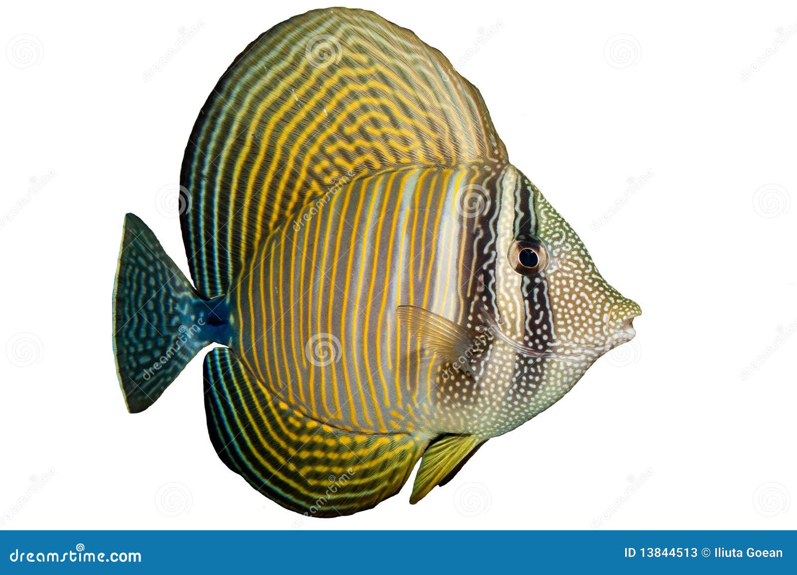 Red Sea Sailfin Tang stock image. Image of ocean, aquarium - 13844513