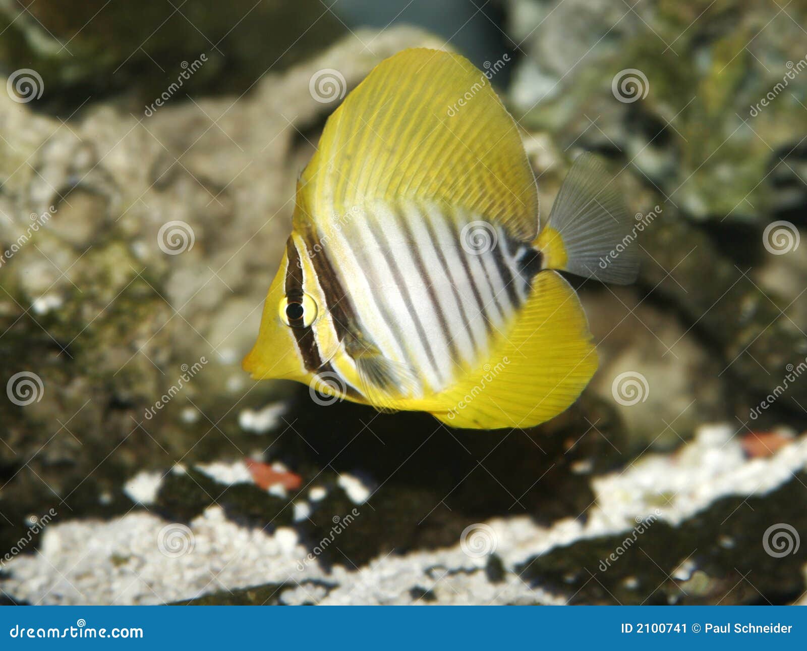 Red Sea Sailfin Tang Fish stock image. Image of yellow - 2100741