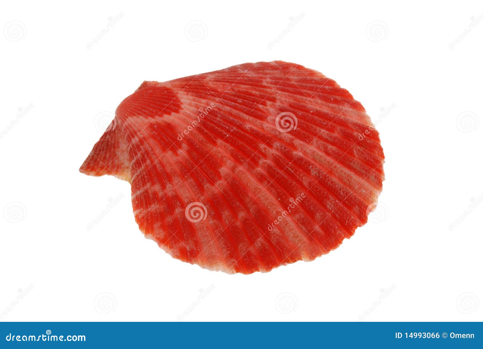 Red sea shell stock photo. Image of colored, collection - 14993066