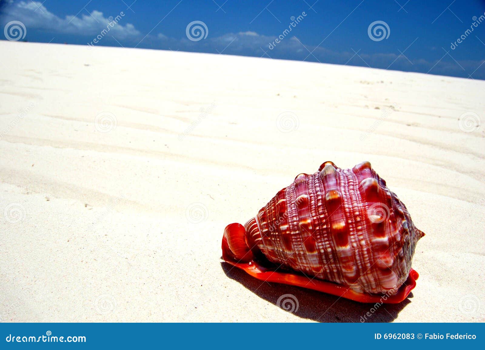Red Sea Shell on White Sand Stock Image - Image of ocean, sand: 6962083