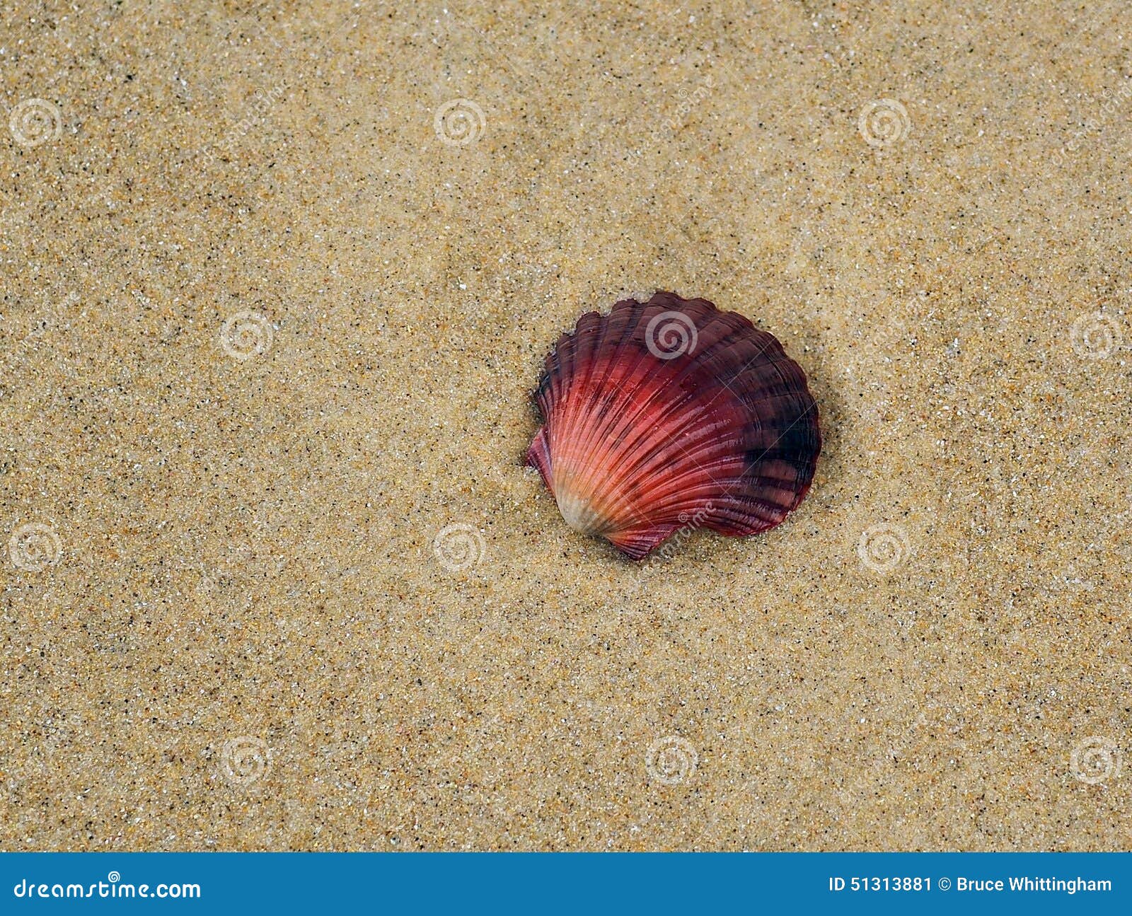 Red Sea Shell stock image. Image of sand, shell, decorative - 51313881