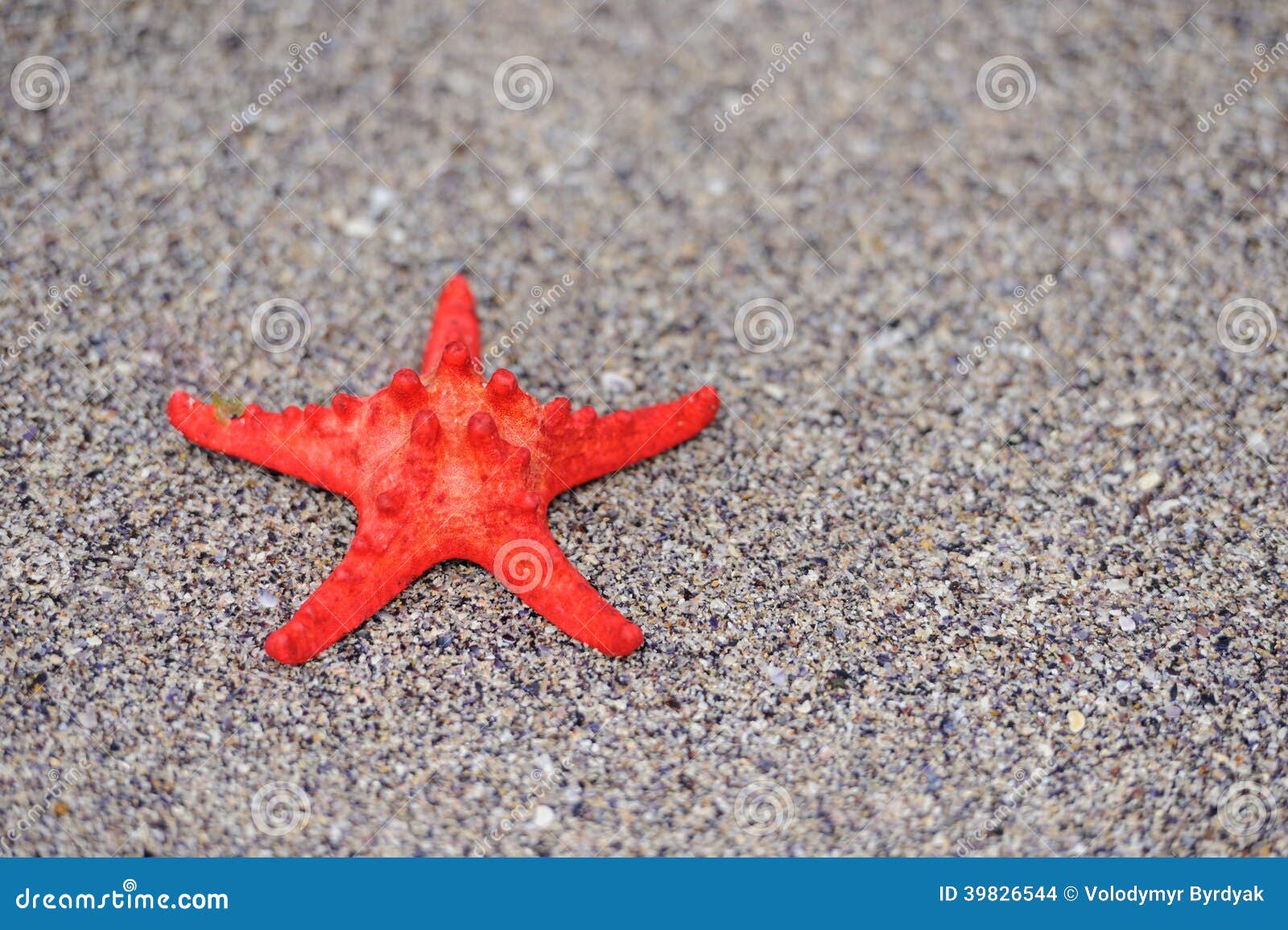 Red sea shells stock photo. Image of life, sand, blue - 39826544