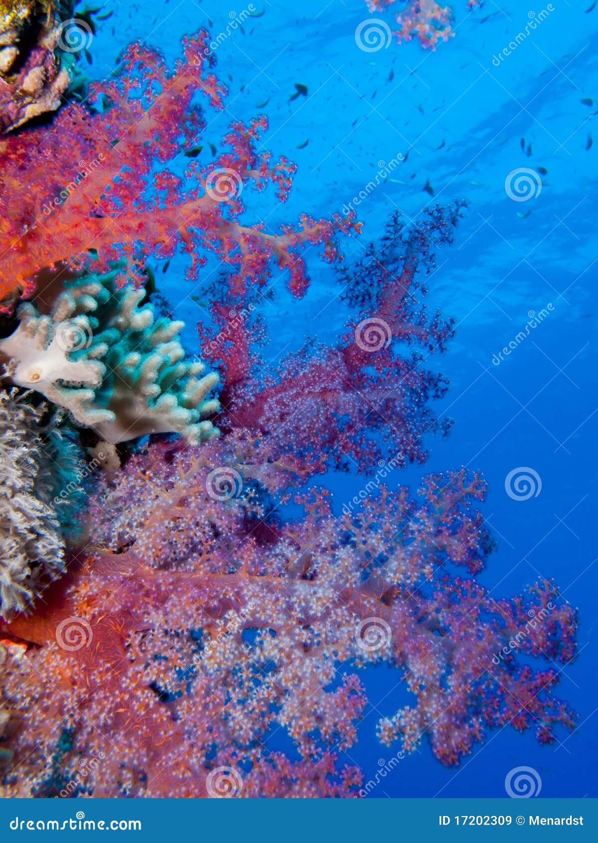 Soft Coral Reefscape Indonesia Sulawesi Stock Image | CartoonDealer.com ...