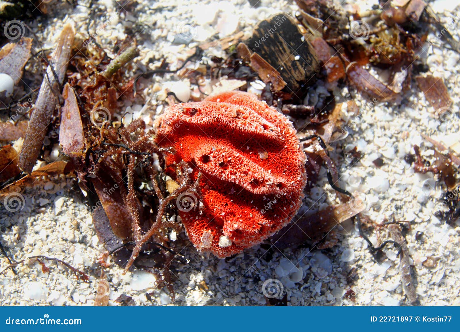 Red Sea sponge stock image. Image of white, shell, seaweed - 22721897