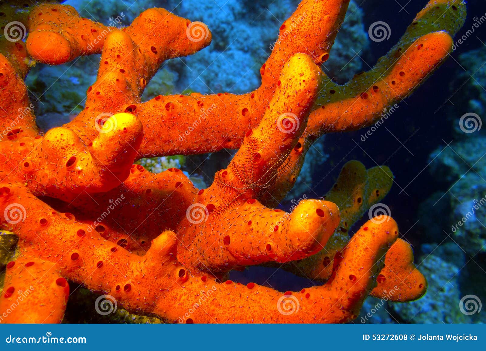 Red Sea Sponge with Brittle Starfish, Underwater Stock Photo - Image of ...