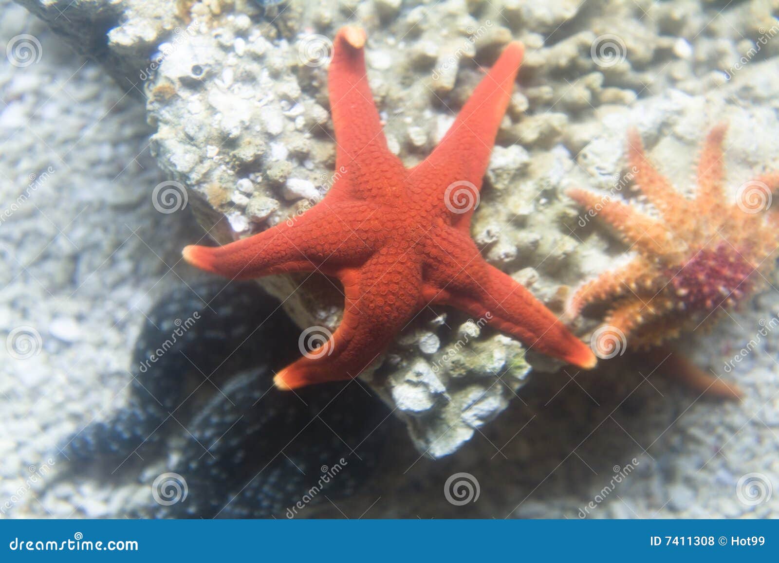 Red sea star stock photo. Image of luck, beauty, tips - 7411308