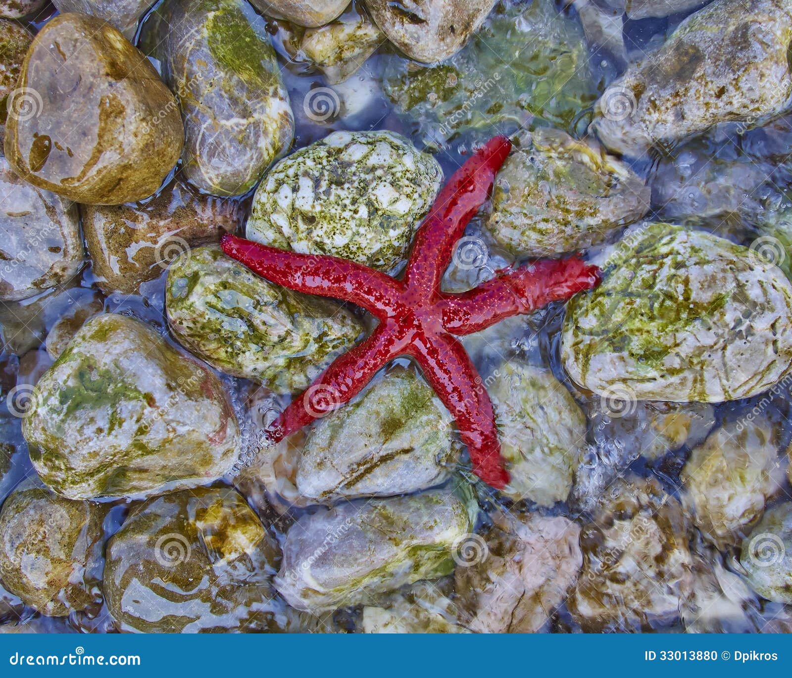 Red sea star closeup stock photo. Image of color, isolated - 33013880