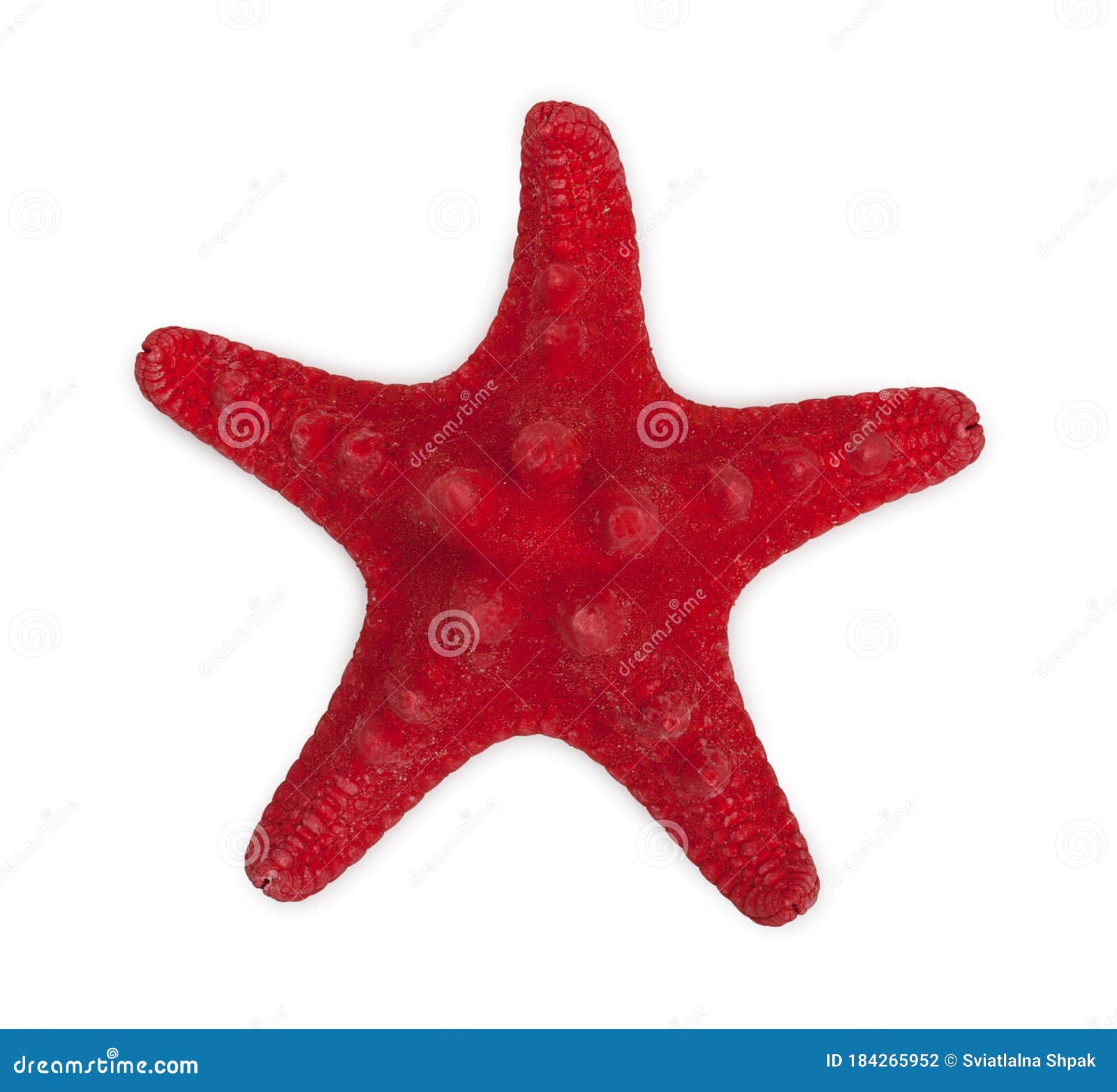 Red Sea Star Isolated on White Bacground Stock Photo - Image of ...