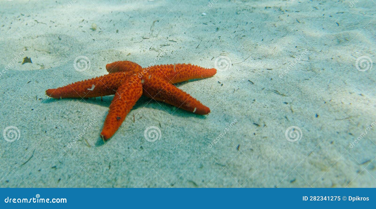 A Red Sea Star on Sandy Sea Floor with Sun Rays, Space for Text. Stock ...