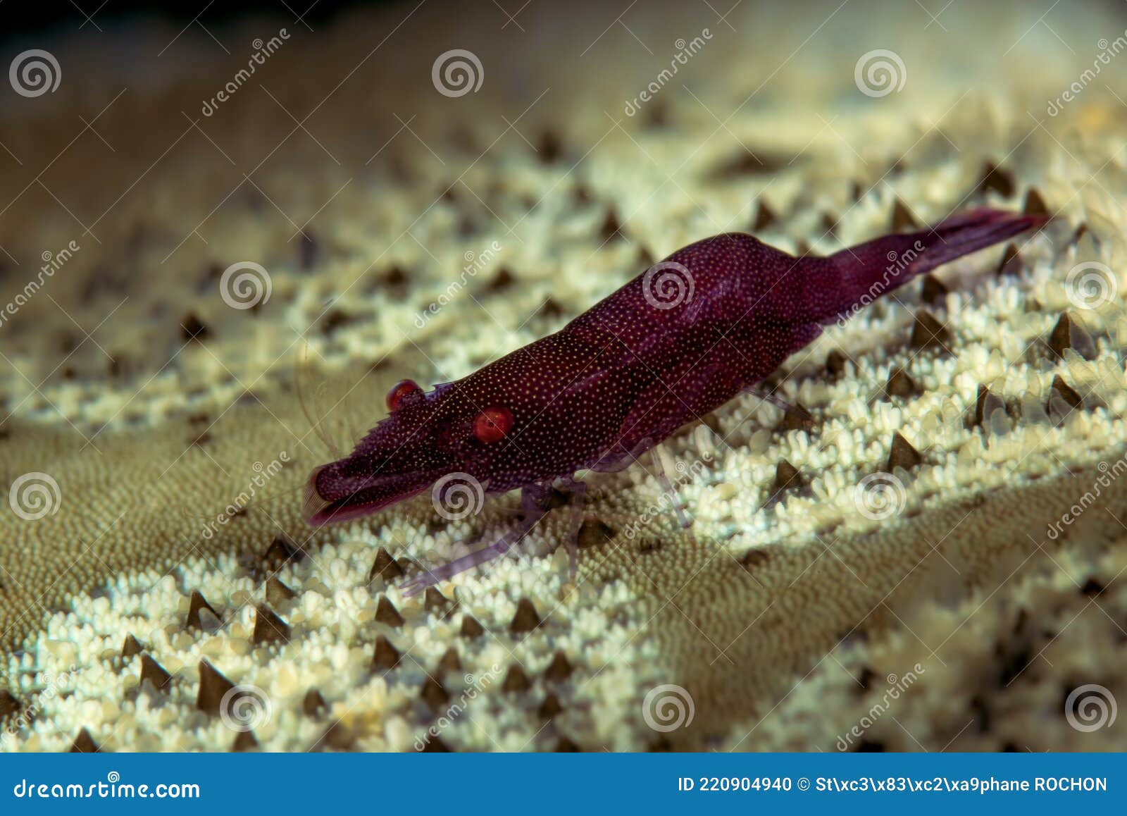 Red sea star shrimp stock photo. Image of diving, scuba - 220904940