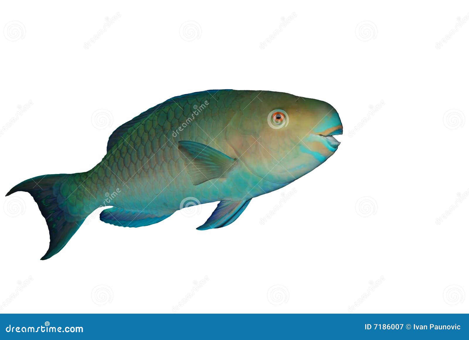 Red Sea Steephead Parrot Fish Stock Image - Image of ocean, headed: 7186007