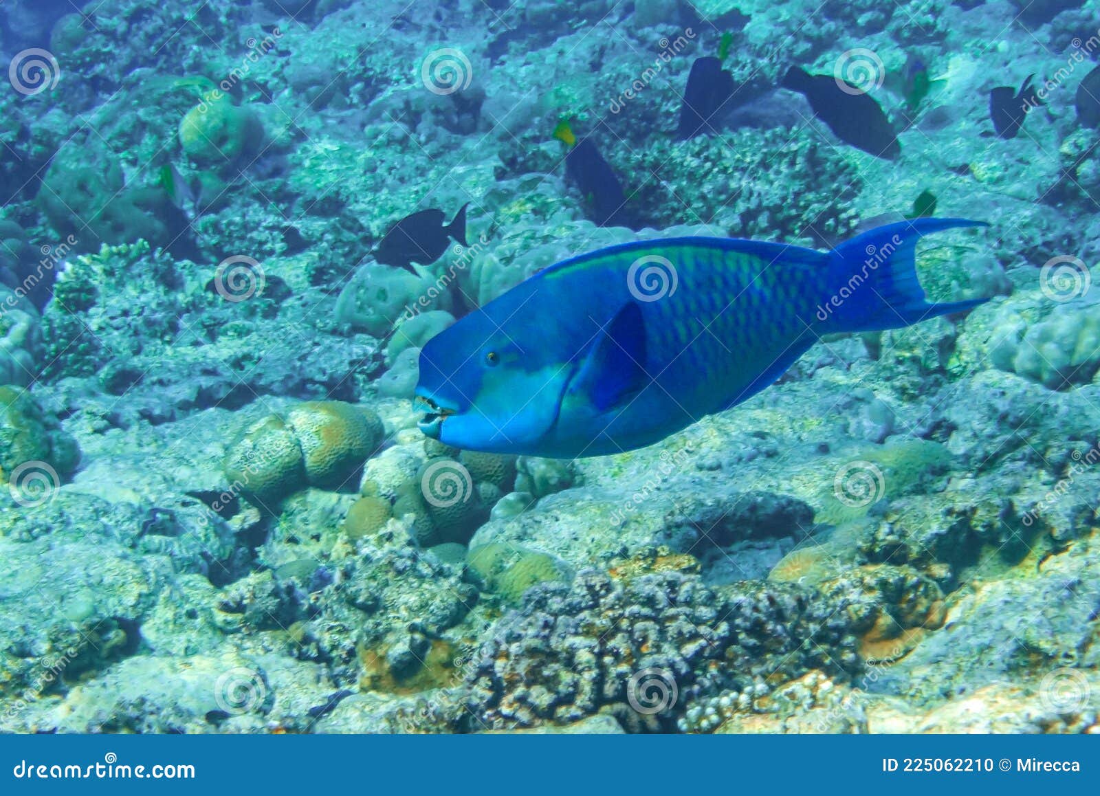 Red Sea Steephead Parrotfish Chlorurus Gibbus Stock Photo - Image of ...