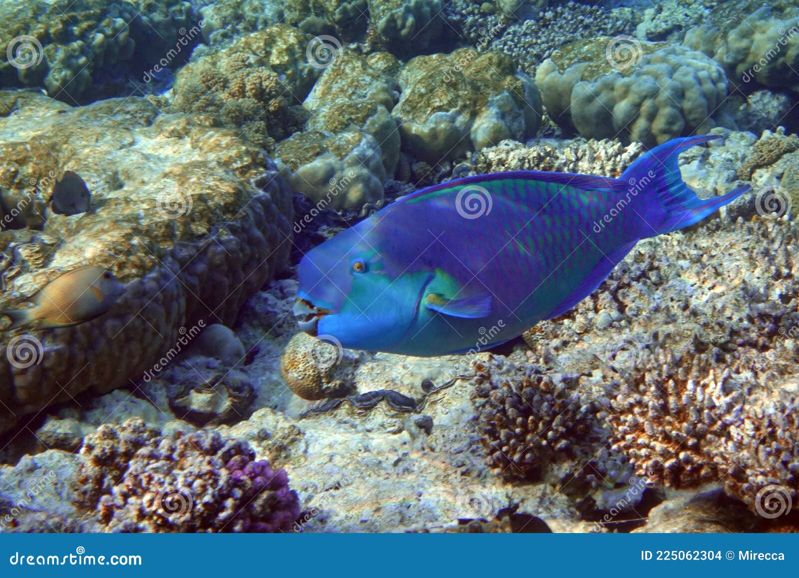 Red Sea Steephead Parrotfish Chlorurus Gibbus Stock Photo - Image of ...