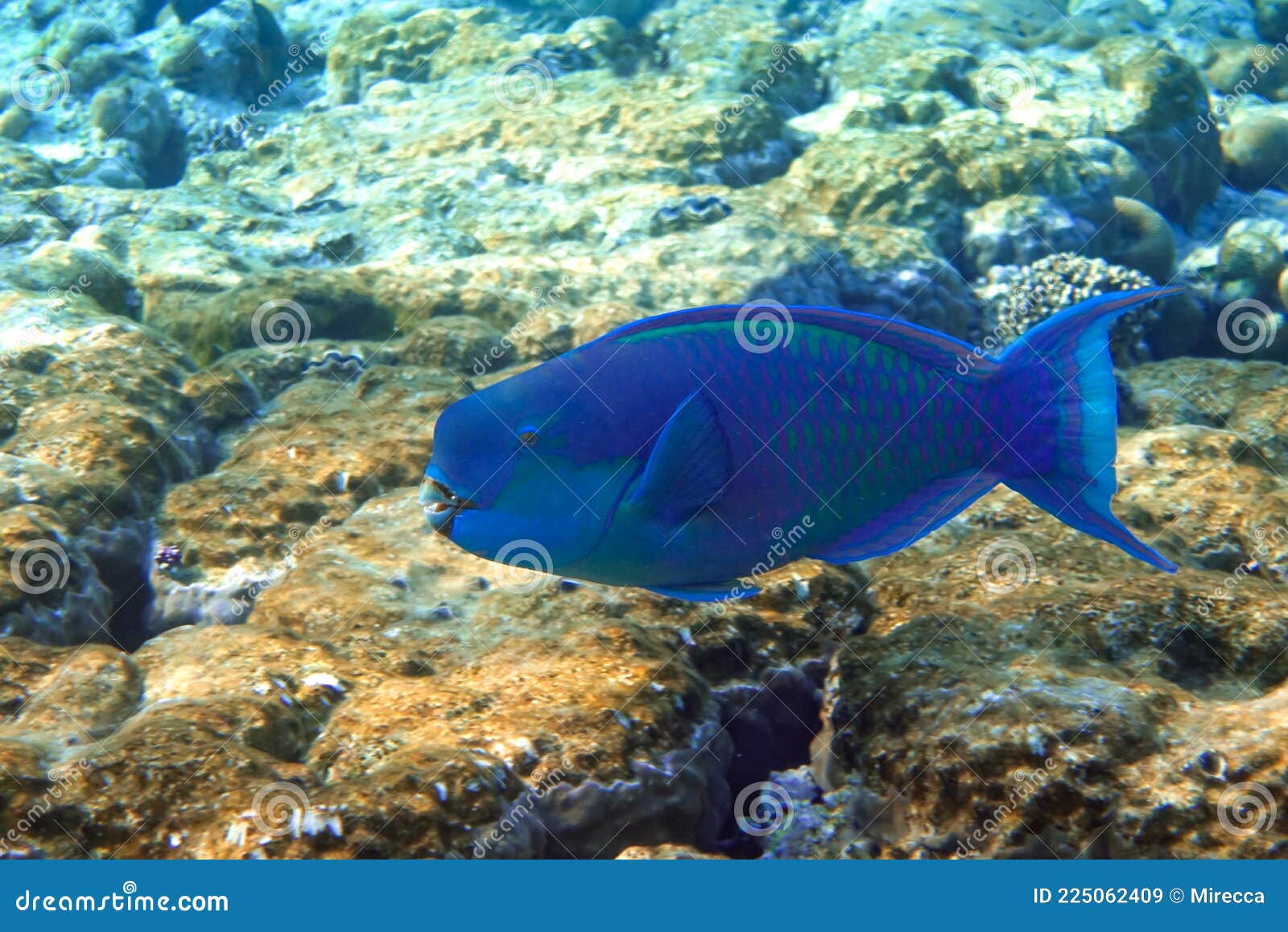 Red Sea Steephead Parrotfish Chlorurus Gibbus Royalty-Free Stock ...