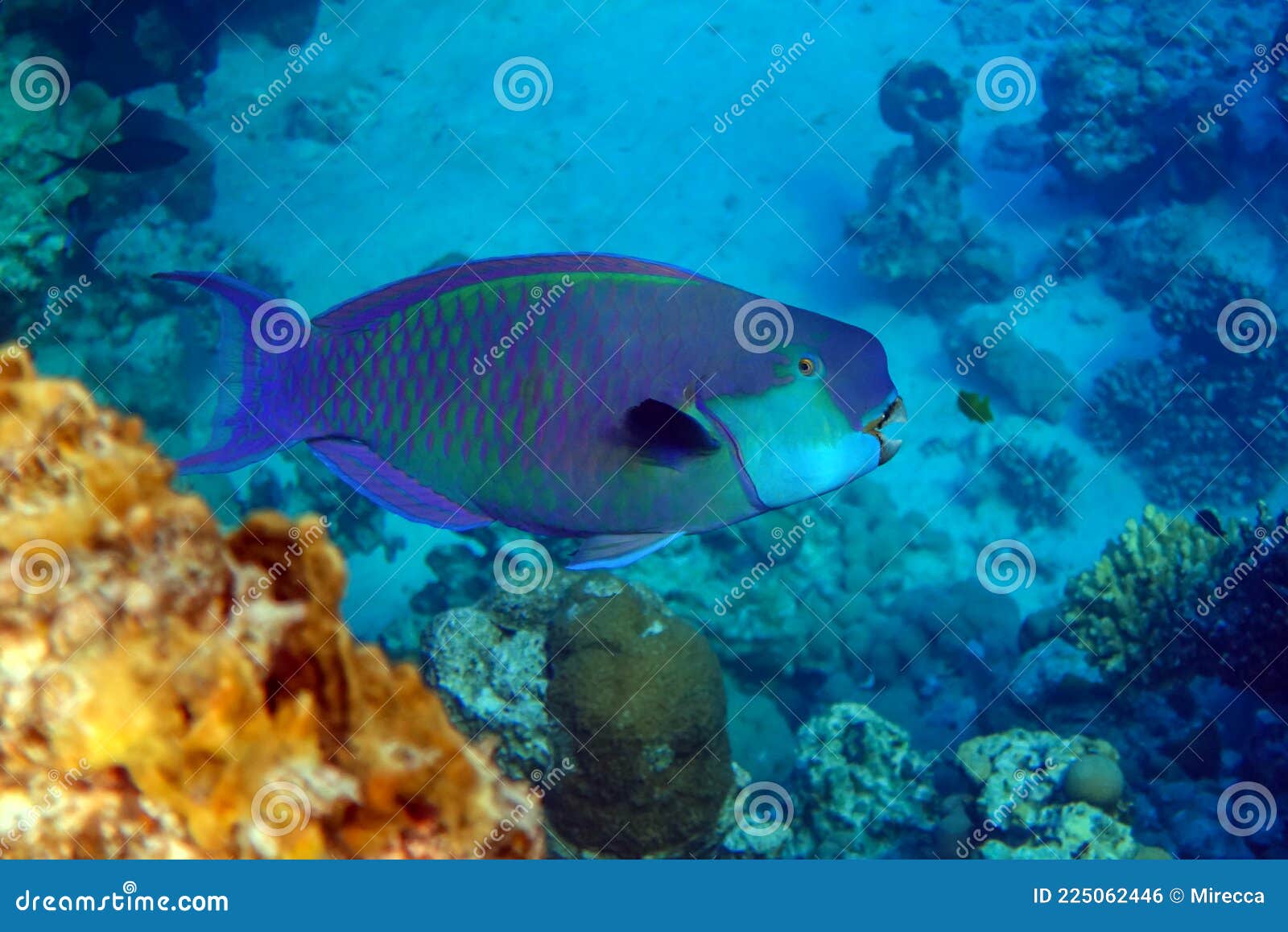 Red Sea Steephead Parrotfish Chlorurus Gibbus Stock Photo - Image of ...