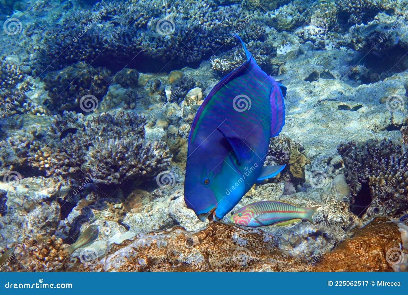 Red Sea Steephead Parrotfish Chlorurus Gibbus Stock Image - Image of ...