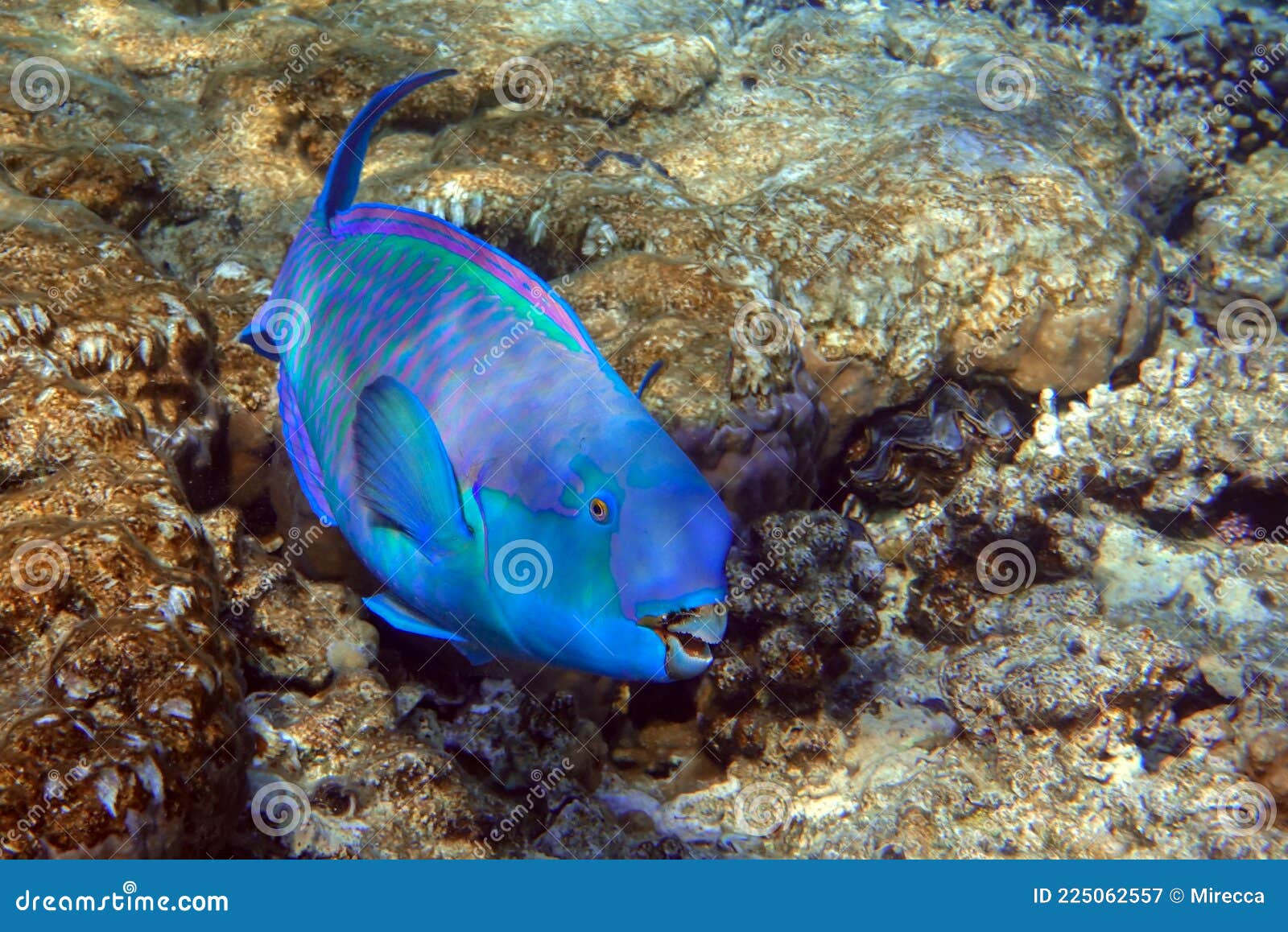 Red Sea Steephead Parrotfish Royalty-Free Stock Photography ...