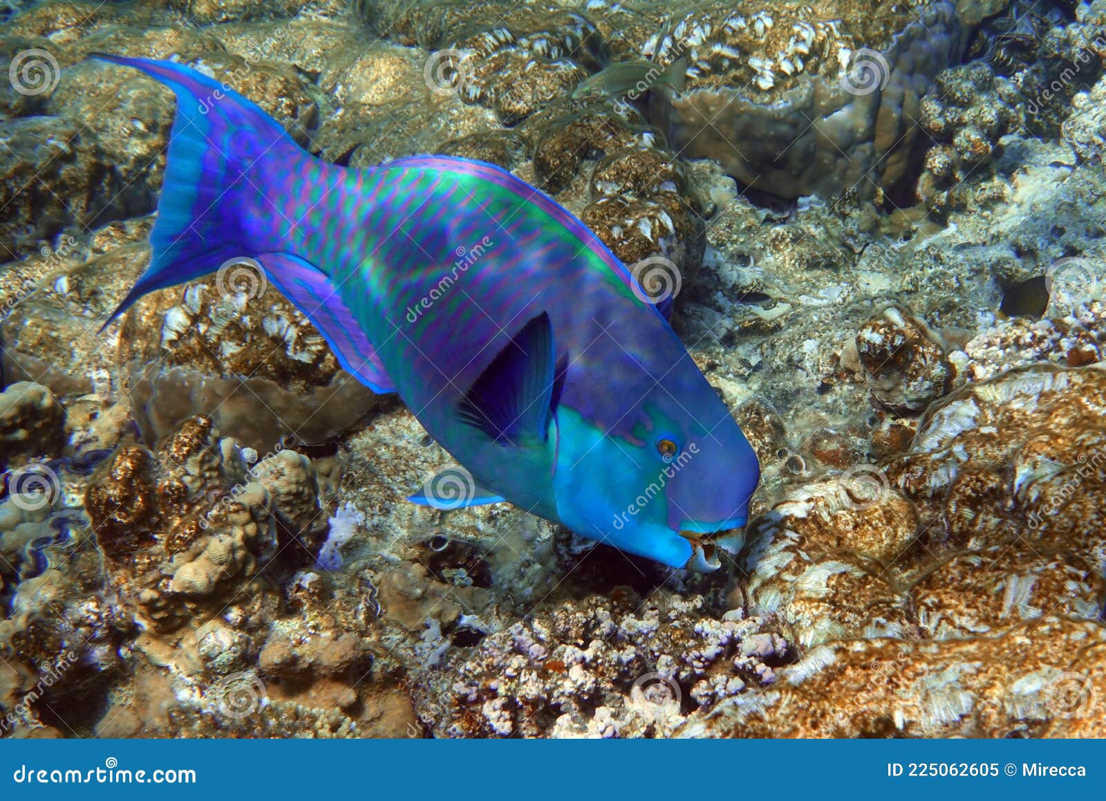 Red Sea Steephead Parrotfish Chlorurus Gibbus Stock Image - Image of ...