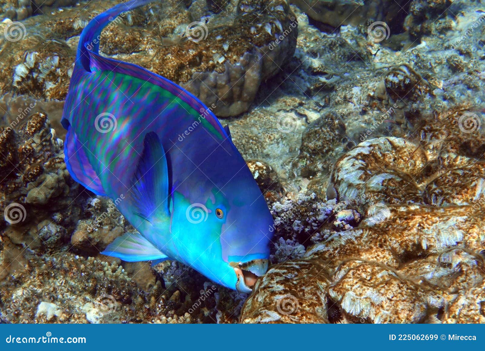 Red Sea Steephead Parrotfish Chlorurus Gibbus Stock Image - Image of ...