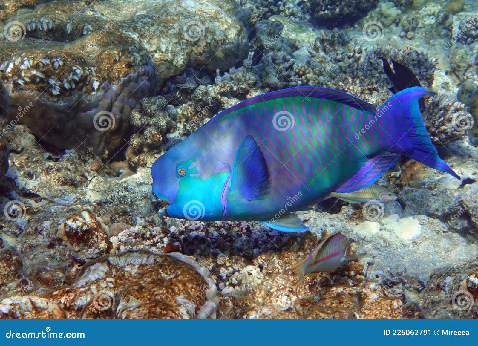 Red Sea Steephead Parrotfish Chlorurus Gibbus Stock Image - Image of ...