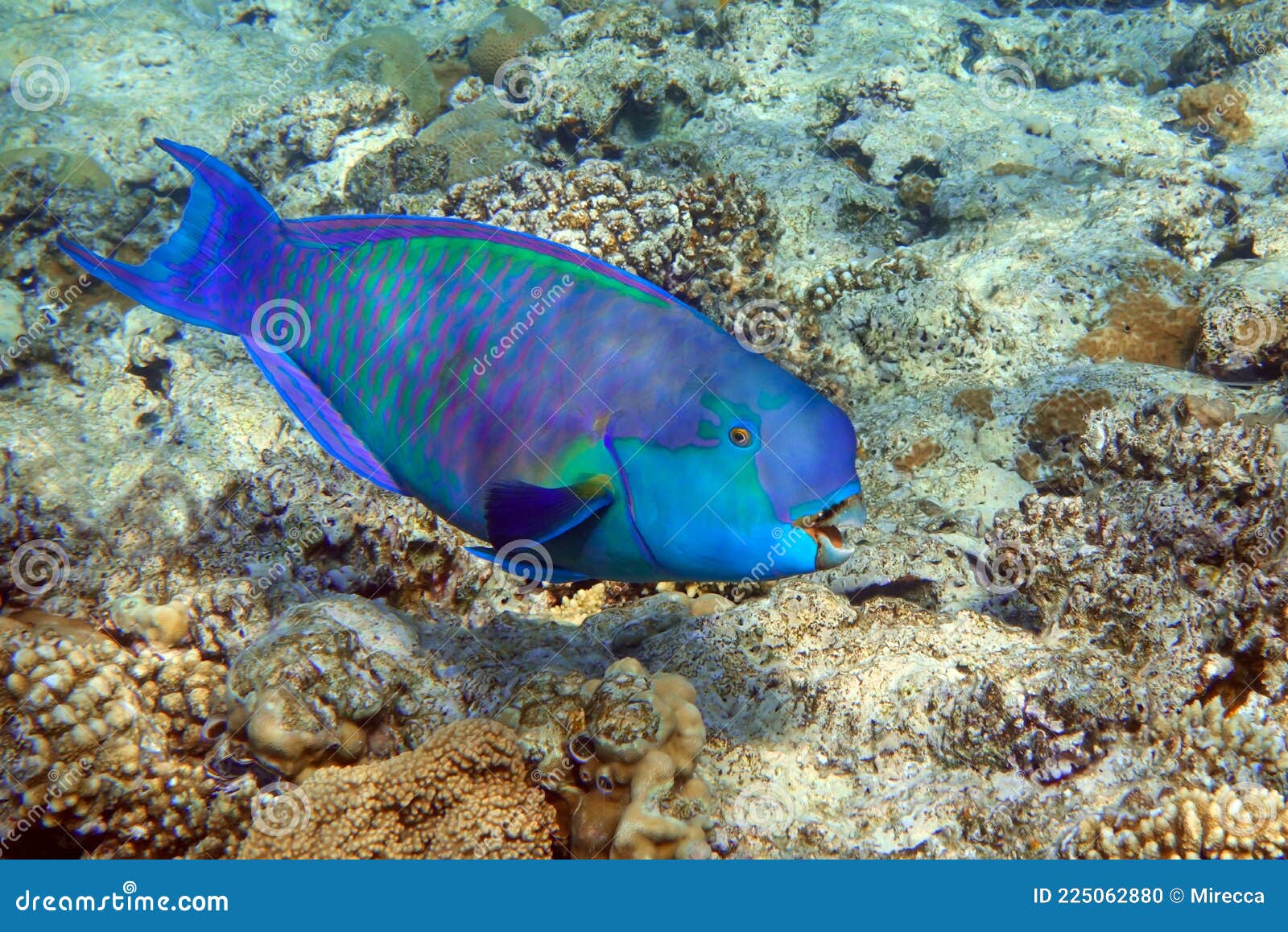 Red Sea Steephead Parrotfish Chlorurus Gibbus Stock Image ...