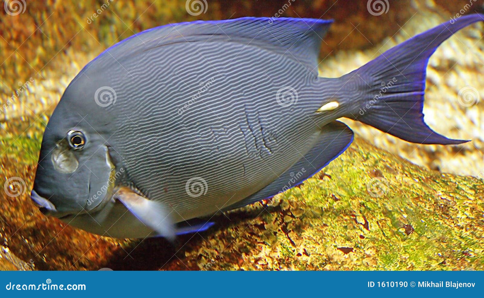 Red Sea Surgeon Fish 1 stock photo. Image of surgeon, sand - 1610190