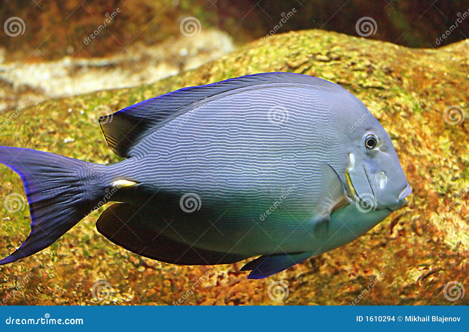 Red Sea Surgeon Fish 2 stock photo. Image of gills, portrait - 1610294