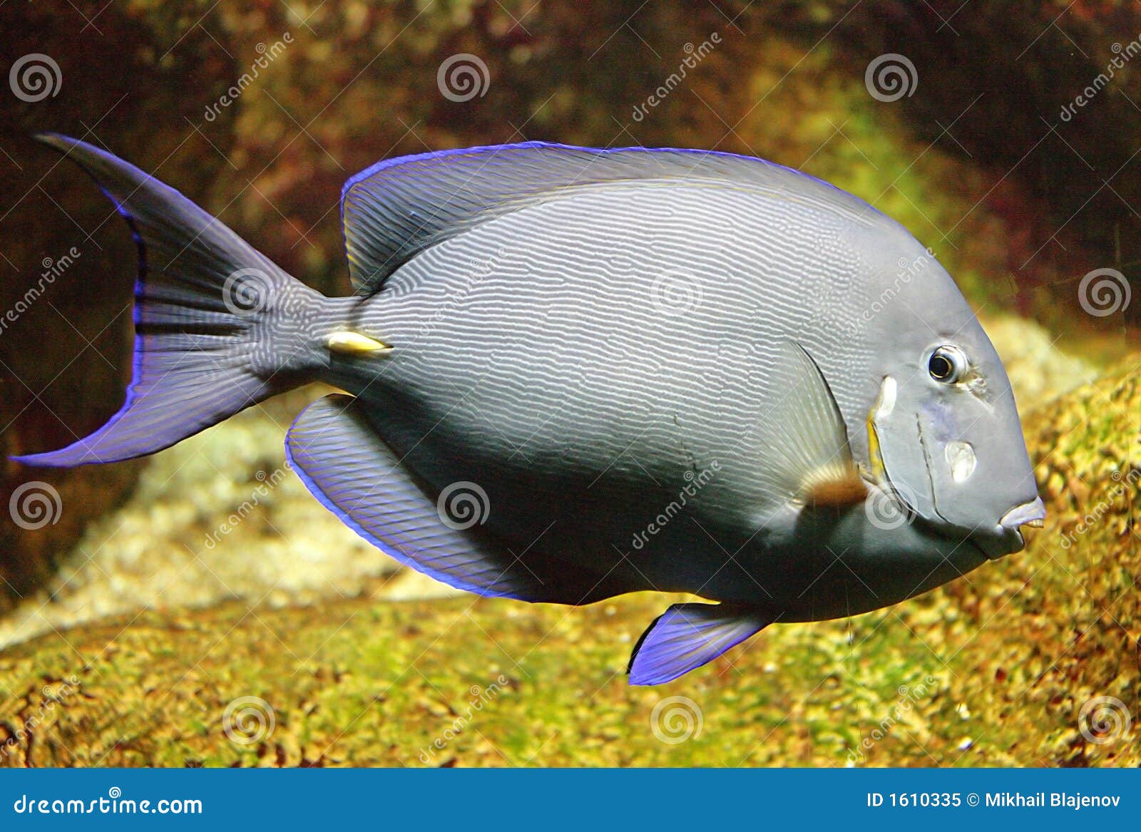 Red Sea Surgeon Fish 3 stock image. Image of aquarium - 1610335