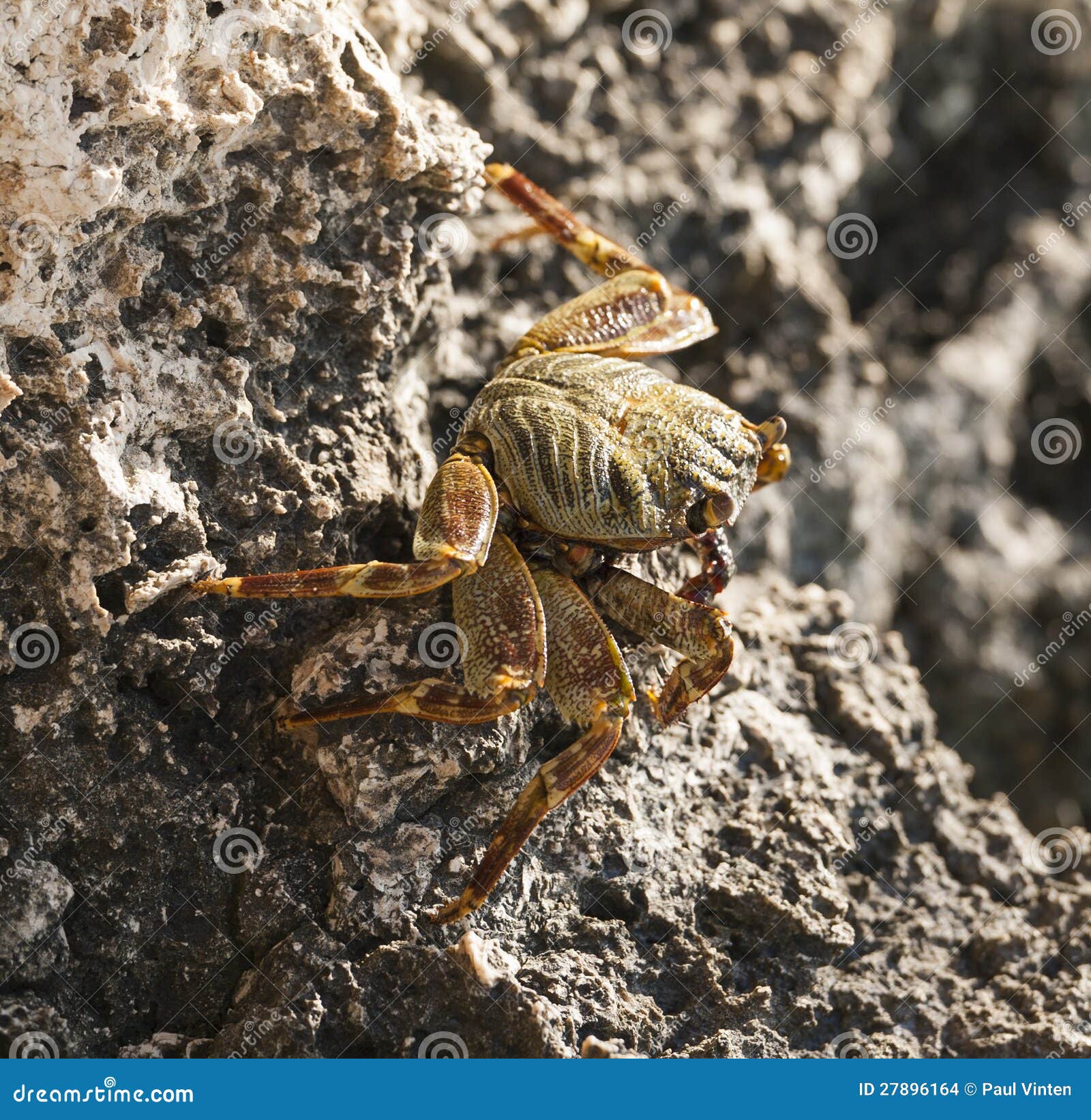 Red Sea Swimming Crab on Rocks Stock Photo - Image of charybdis, nature ...