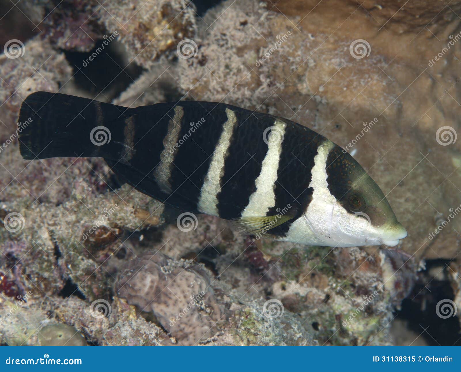 Red sea thicklip wrasse stock image. Image of marine - 31138315
