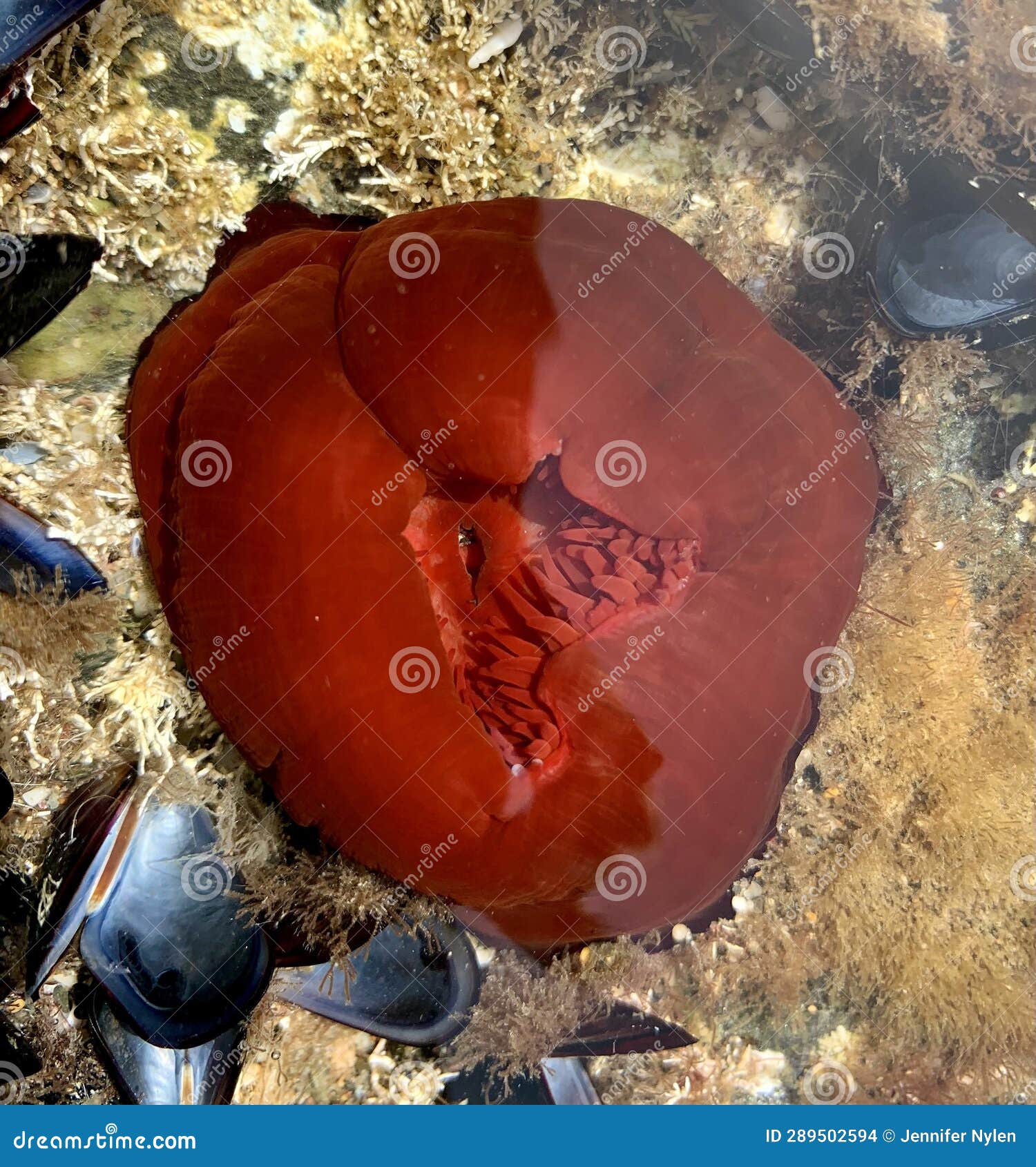 Red sea tomato stock photo. Image of invertebrate, fish - 289502594